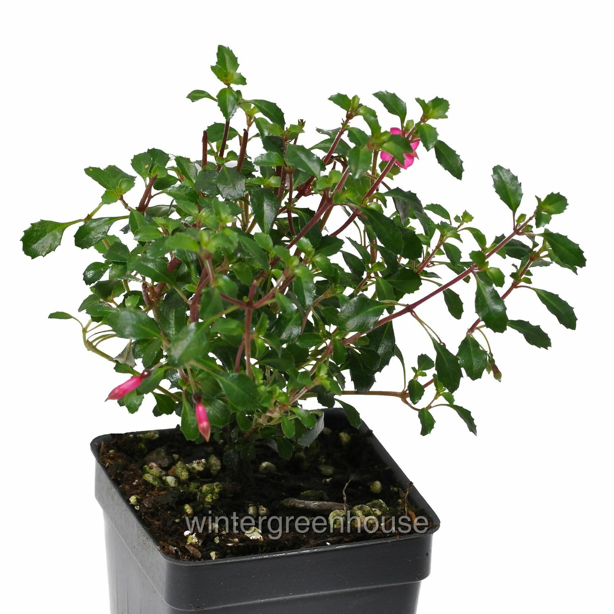 Fuchsia, Lottie Hobby, Fuchsia - Pot Size: 3" (2.6x3.5") - Flowering ...