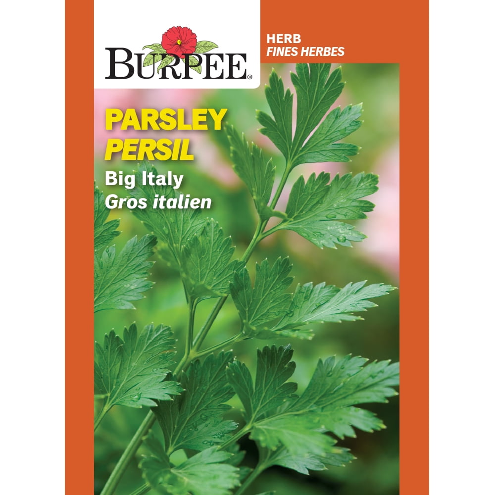 Click here for Burpee Canada Burpee Big Italy Parsley prices