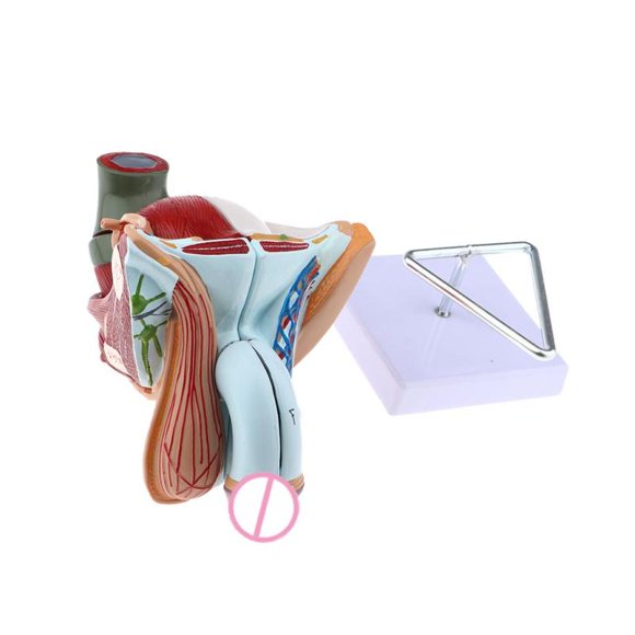 Male Anatomy Reproductive System