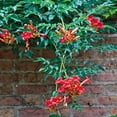 Hardy Red Sunset Trumpet Vine, Climbing Flowers, Dormant Bare Root ...