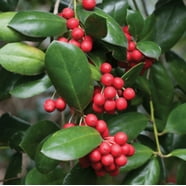 Bloomin' Easy Pinky Promise Snowberry Shrub, 1 Gal, Pink Berries, Mint ...