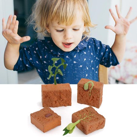 Green Bean Plant Growth Model Kit Plant Green Bean Plant Figurine Cycle ...