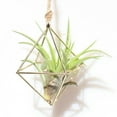Modern Rustic Art Style Freestanding Hanging Metal Tillandsia Air Plant ...