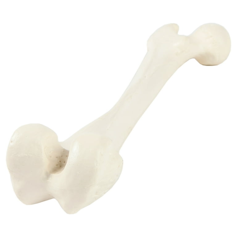 Real Human Femur