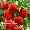 Candyland Red Small Fruited Tomato - 10 Seeds - Grape/Cherry Tomato ...