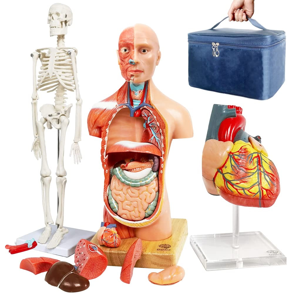 Click here for Evotech Scientific Human Body  Skeleton And Heart... prices
