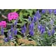 50 Mixed Colors VERONICA SIGHTSEEING MIXTURE (Spike Speedwell) Veronica ...