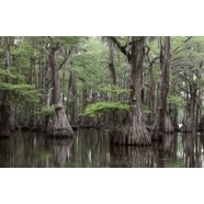 Dragon Tree Seeds to Grow - 10 Seeds - Dracaena Draco Seeds for ...