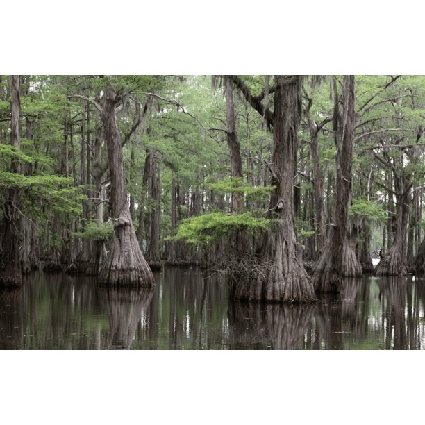 Bald Cypress Seeds for Planting | 10 Seeds | Exotic Tree Seeds to Grow ...