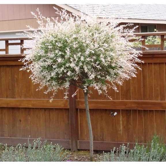 2 Dappled Willow Cuttings to Grow - Stunnning Tricolor Leafs - Salix ...