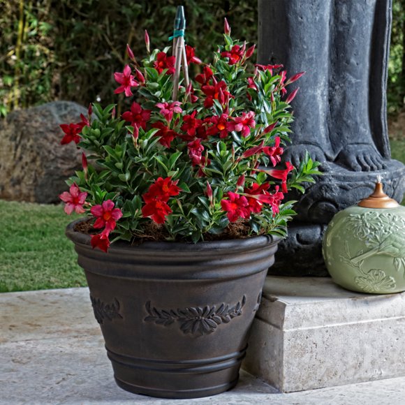 Large Outdoor Pots