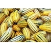 50 Seeds DELICATA SQUASH Striped Sweet Potato Cucurbita Pepo Vegetable ...