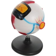 Thames & Kosmos Ooze Labs: Visible Human Body Model with Squishable ...