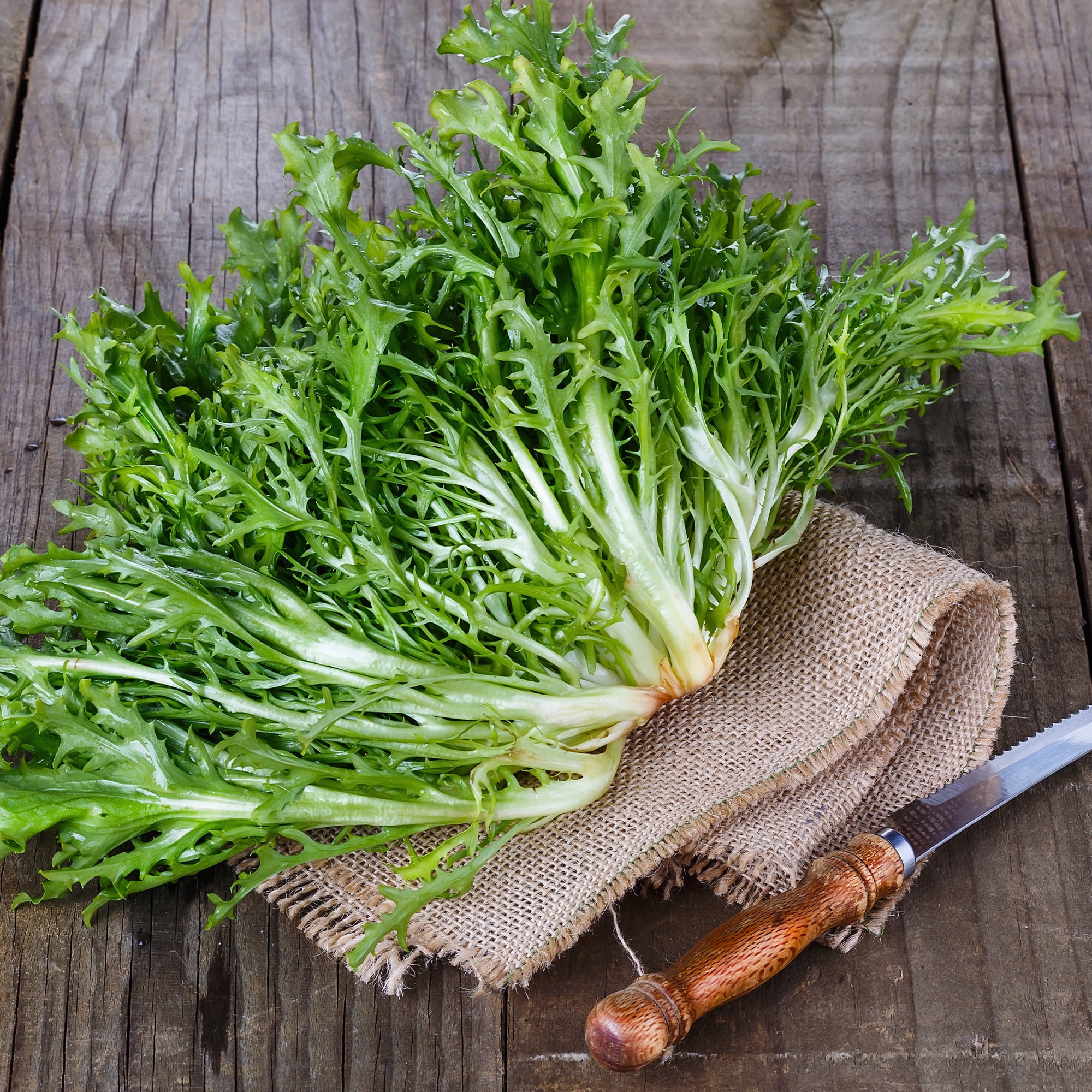 Endive Seeds - Tres Fine - 1 Lb ~179,200 Seeds - Cichorium endivia ...