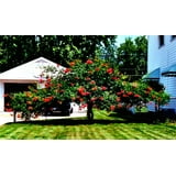 Rare Dark Red Hummingbird Trumpet Vine! HARDY! 20 seeds! Hummingbirds ...