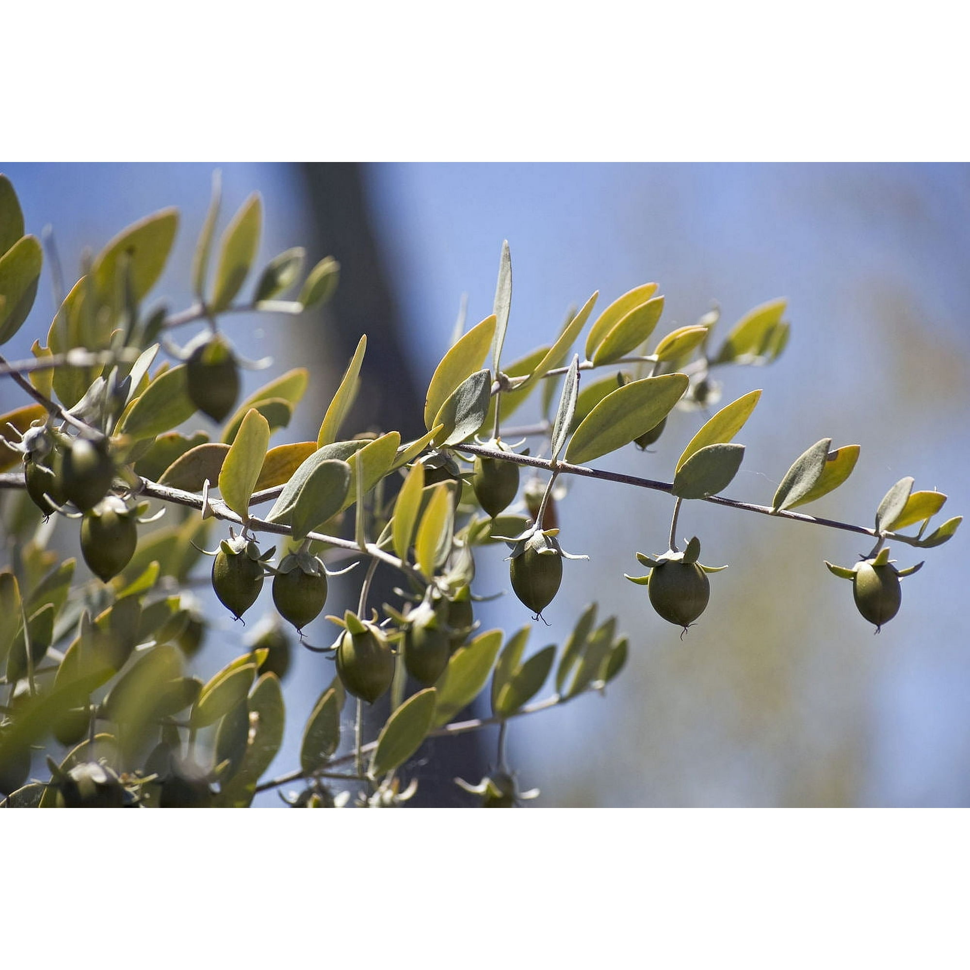 Click here for Seedville Usa 5 Jojoba Simmondsia Chinensis Fruit... prices