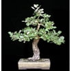 CZ Grain Money Tree Bonsai Fresh Cutting Indoor Dwarf Weeping Willow ...