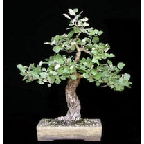 CZ Grain Money Tree Bonsai Fresh Cutting Indoor Dwarf Weeping Willow ...