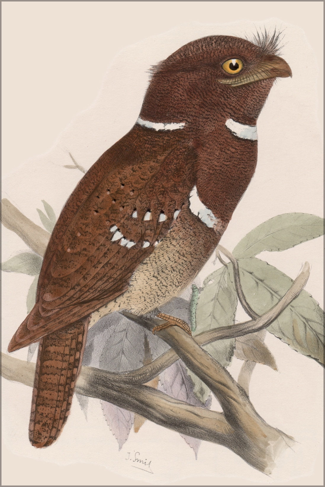24"x36" Gallery Poster, Philippine Frogmouth) Batrachostomus septimus ...