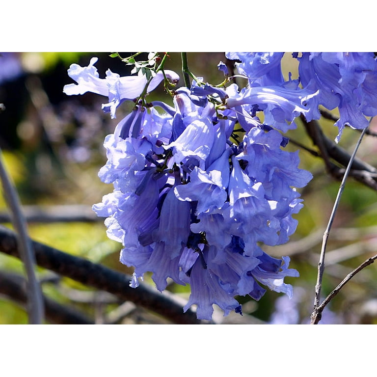 Jacaranda Mimosifolia Flowers
