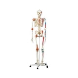 Anatomical Model: Sam the Super Skeleton W/ Pelvic on Roller Stand ...