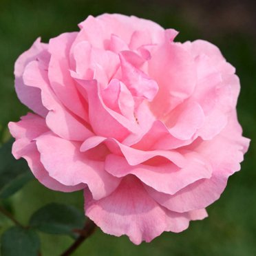 Polynesian Punch™ Floribunda Rose by Heirloom Roses - Live Rose Plants ...