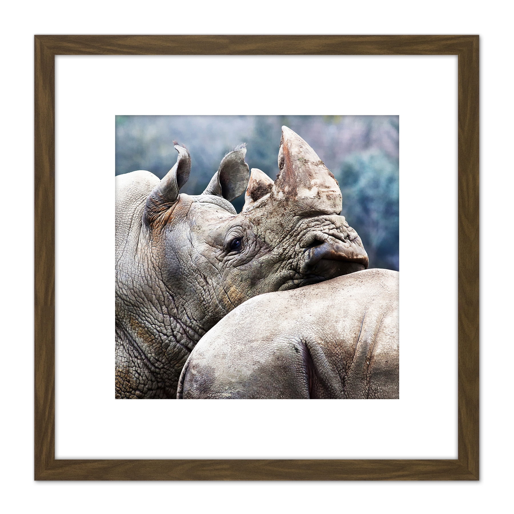 Marion Rhinoceros Leaning Head Animal Wildlife Photo 8X8 Inch Square ...