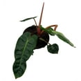 Rare Billietiae Philodendron - 4" pot - Walmart.com