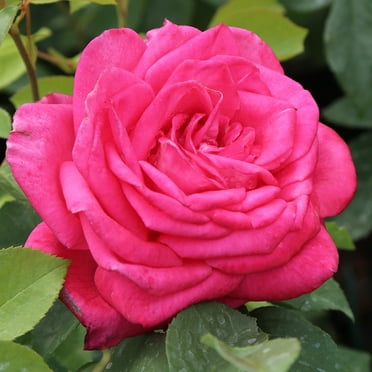 Heirloom Roses Pink Rose Bush - Eleganza® Wedding Bells™ Hybrid Tea ...