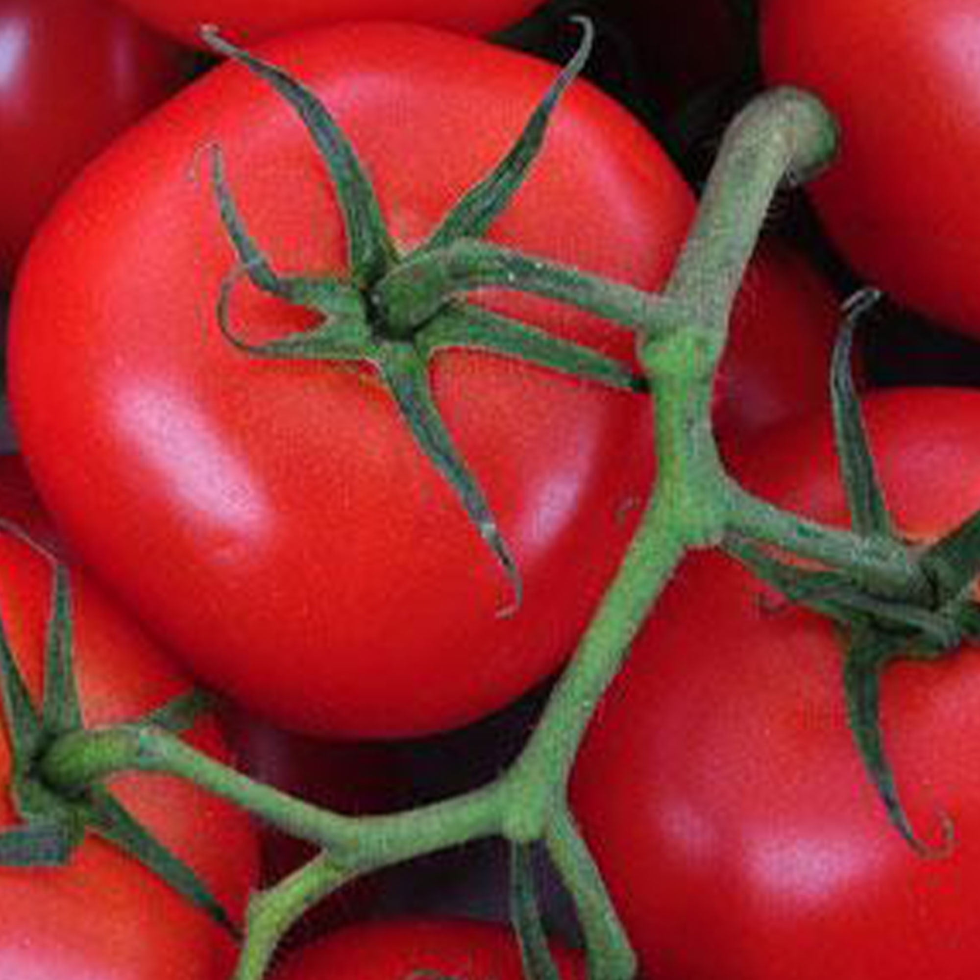 San Francisco Fog Tomato ~25 Seeds - Heirloom, Open Pollinated, Non-GMO ...