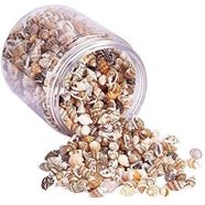 Bulk 1 Lb (1200+) Tiny Indian Ocean Shells Mix Mini Shells 1/4 ...