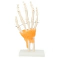 Human Hand Model Hand Joint Display Model for Patient Training Teaching ...