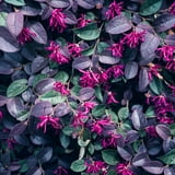 3 gal Loropetalum Purple Pixie Live Shrub with Pink Flowers - Walmart.com