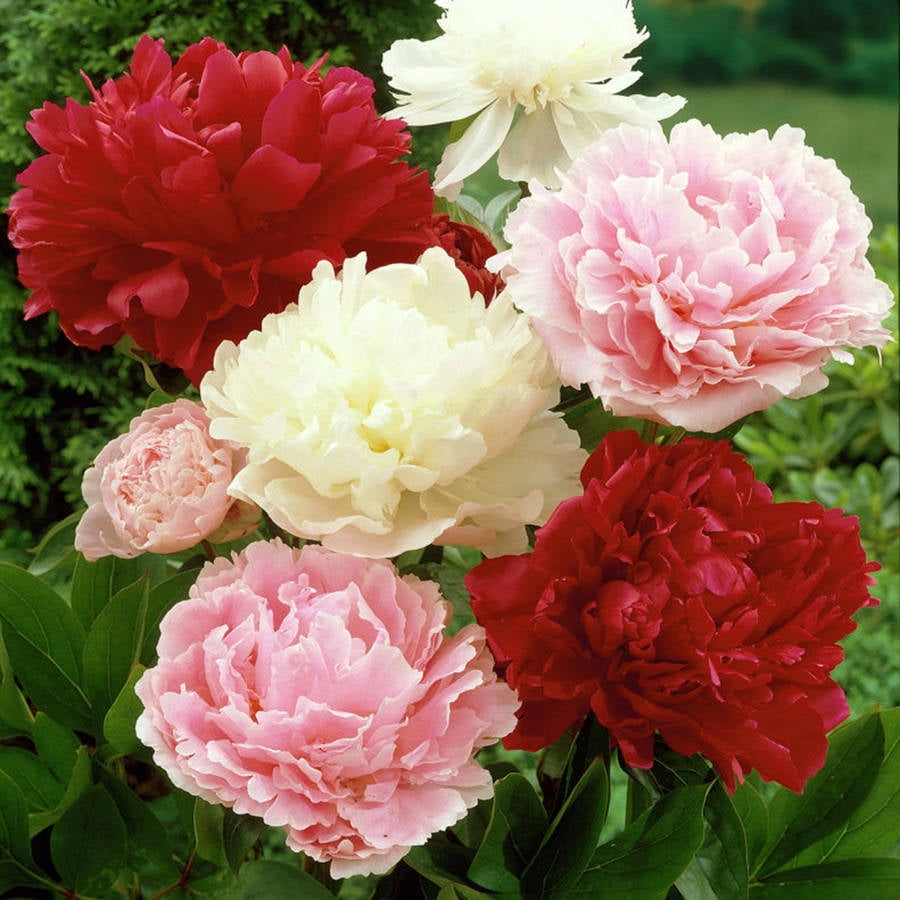 Van Zyverden Peonies, Mixed Colors Set of 3 Plant Roots Multi-Color ...