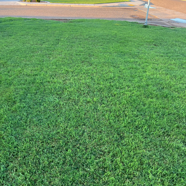 Micro Clover Seed - 1 Lb. for Garden Planting, Grow Mix - Walmart.com