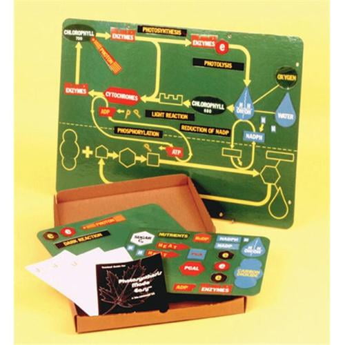 American Educational Model-Photosynthesis Made Easy Kit - T-605 ...