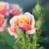 Heirloom Roses Grandiflora Rose Plant - State of Grace™ Own Root Rose ...