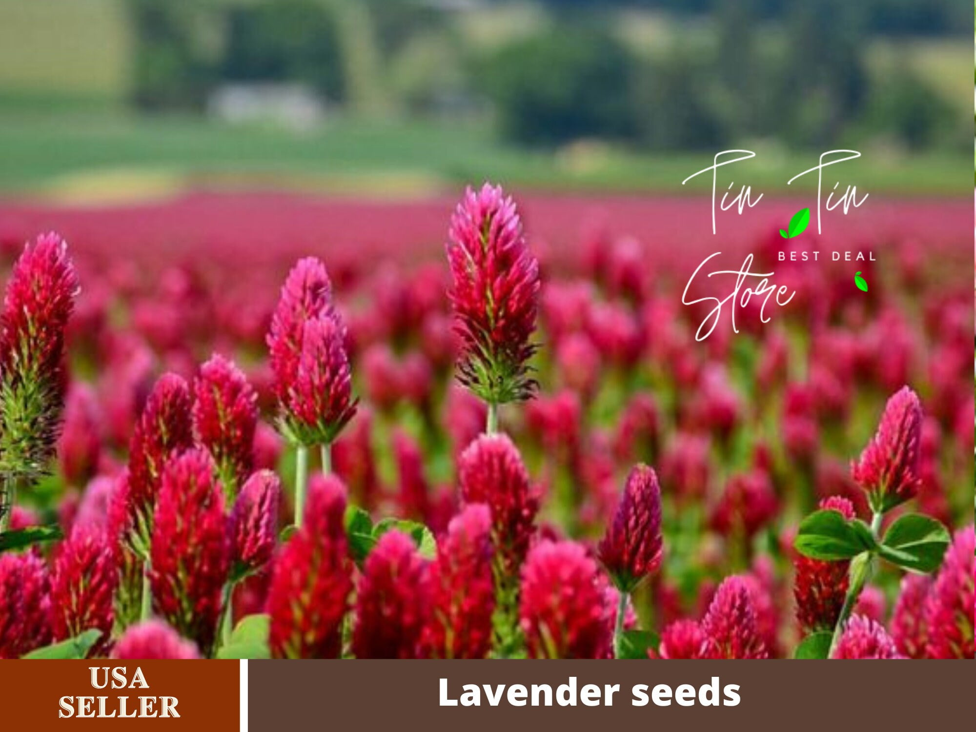 40+ count seeds- Crimson Clover Seeds-#J001-Authentic Seeds-Flowers ...