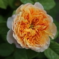 Heirloom Roses Climbing Rose Plant - Apricot Impressionist™ Fragrant ...