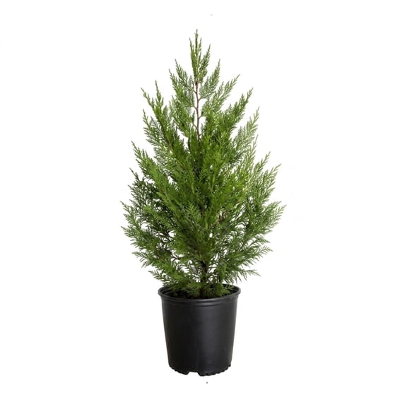 Expert Gardener Leyland Cypress (2.5 Gallon) Fast Growing Evergreen ...