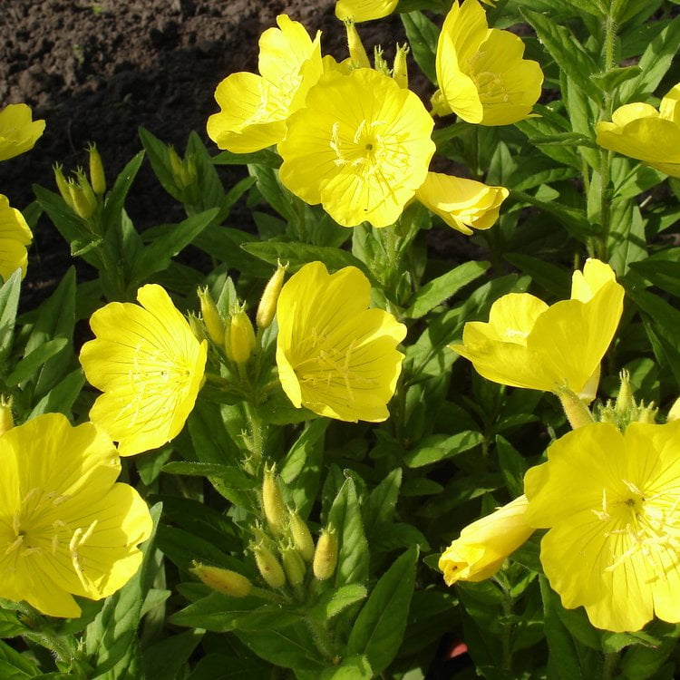 Evening Primrose Seeds (Oenothera biennis) 400 Seeds (1 grams ...
