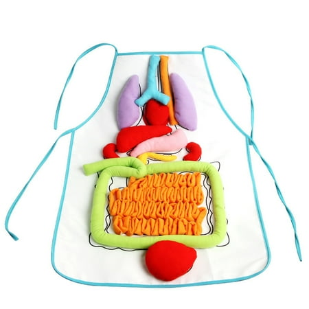 3D Organ Apron Anatomy Apron Human Body Organs Awareness Tool Toy ...