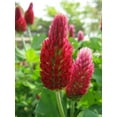 TomorrowSeeds Crimson Clover Seeds, 3000+ Count, Nitrogen Fixing ...