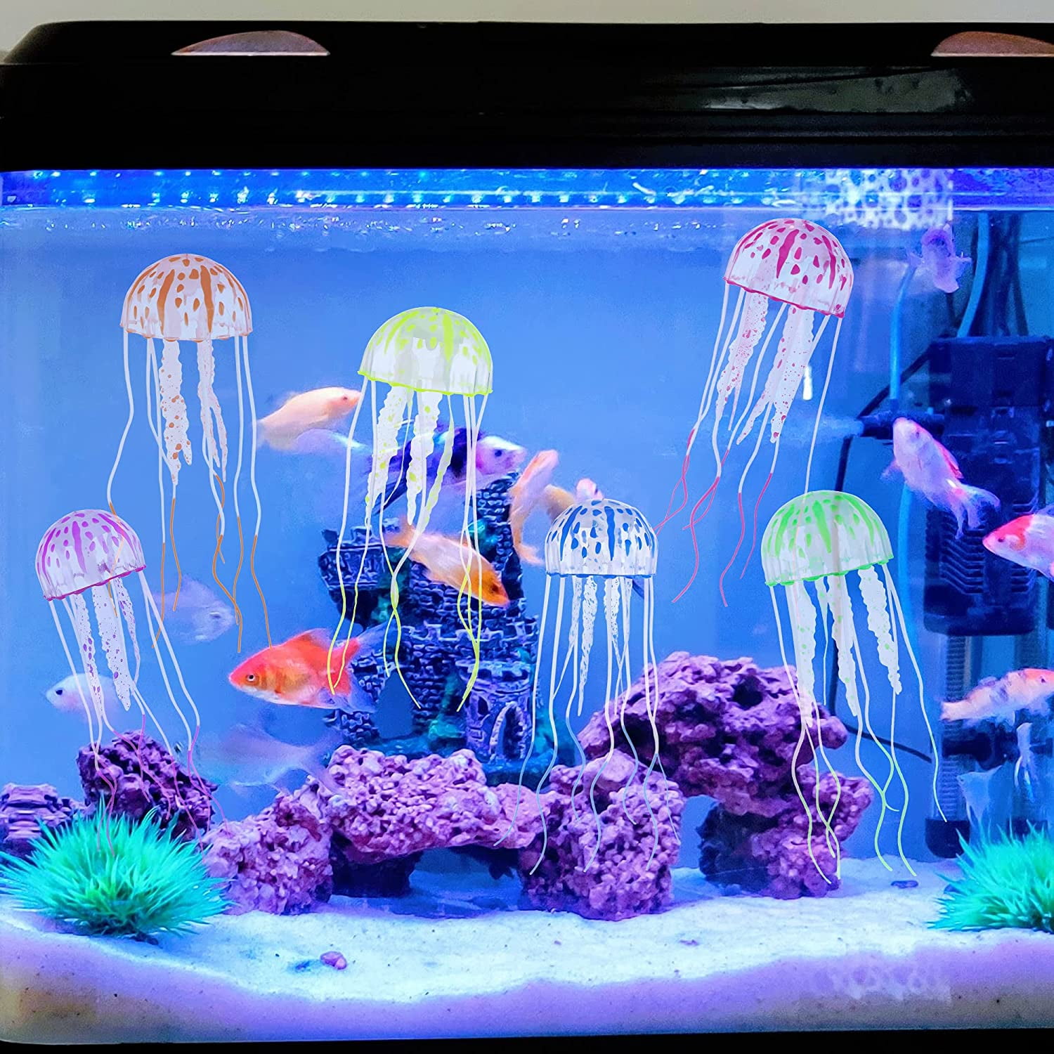 Box Jellyfish Aquarium