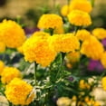 2 Marigold Plants Live in Pot, Live Yellow Marigolds Live Plants ...