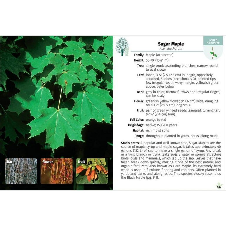 Identifying Michigan Trees