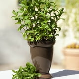 Spearmint Seeds - Mentha Spicata Spearmint Herb Seed - 20000 Seeds ...