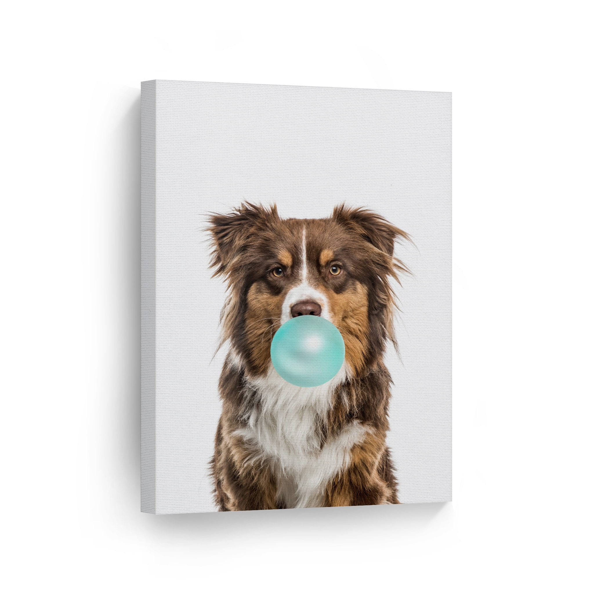 Baby Australian Shepherd Blue Merle