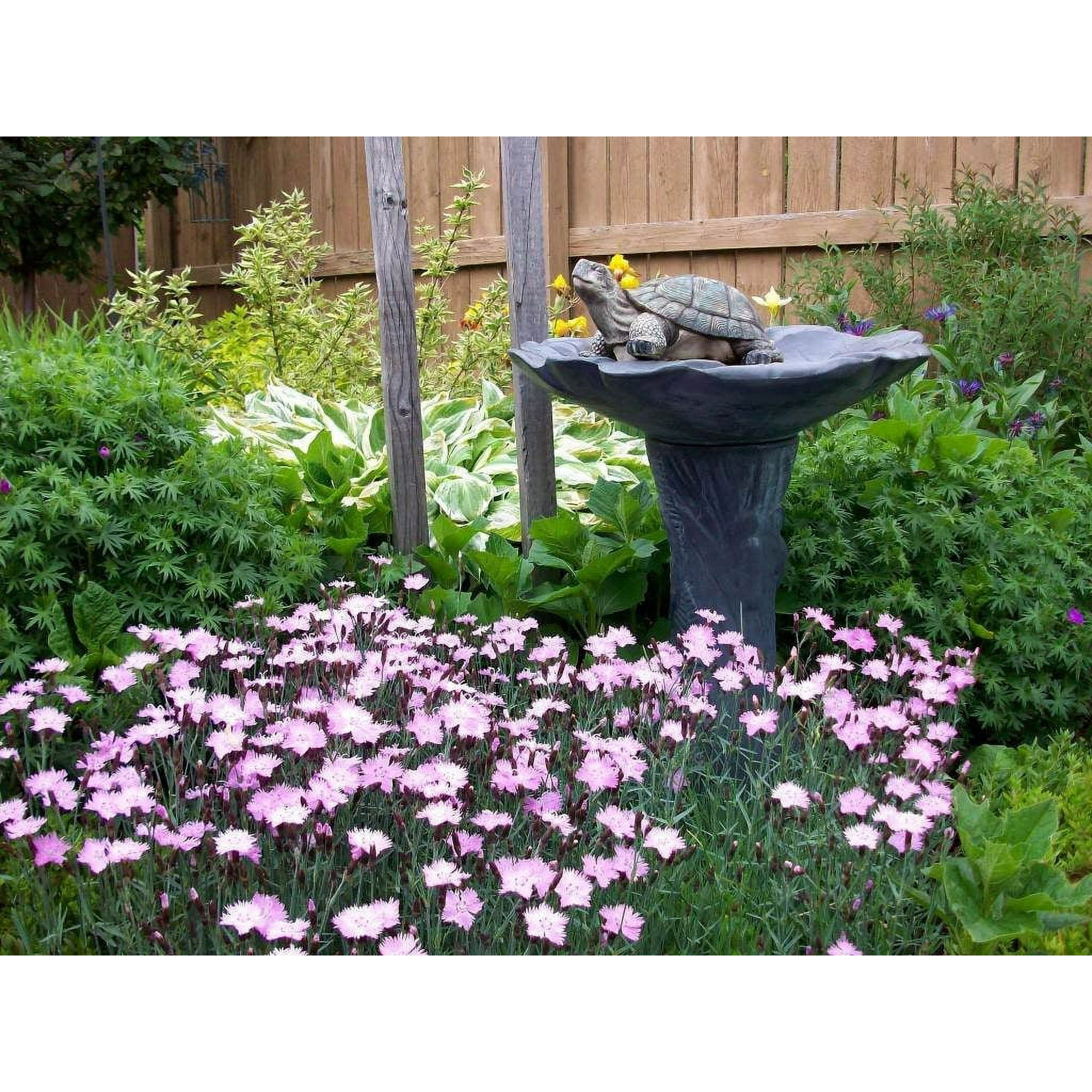 Click here for Seedville Usa Seedville Cottage Pinks 200 Seeds Di... prices