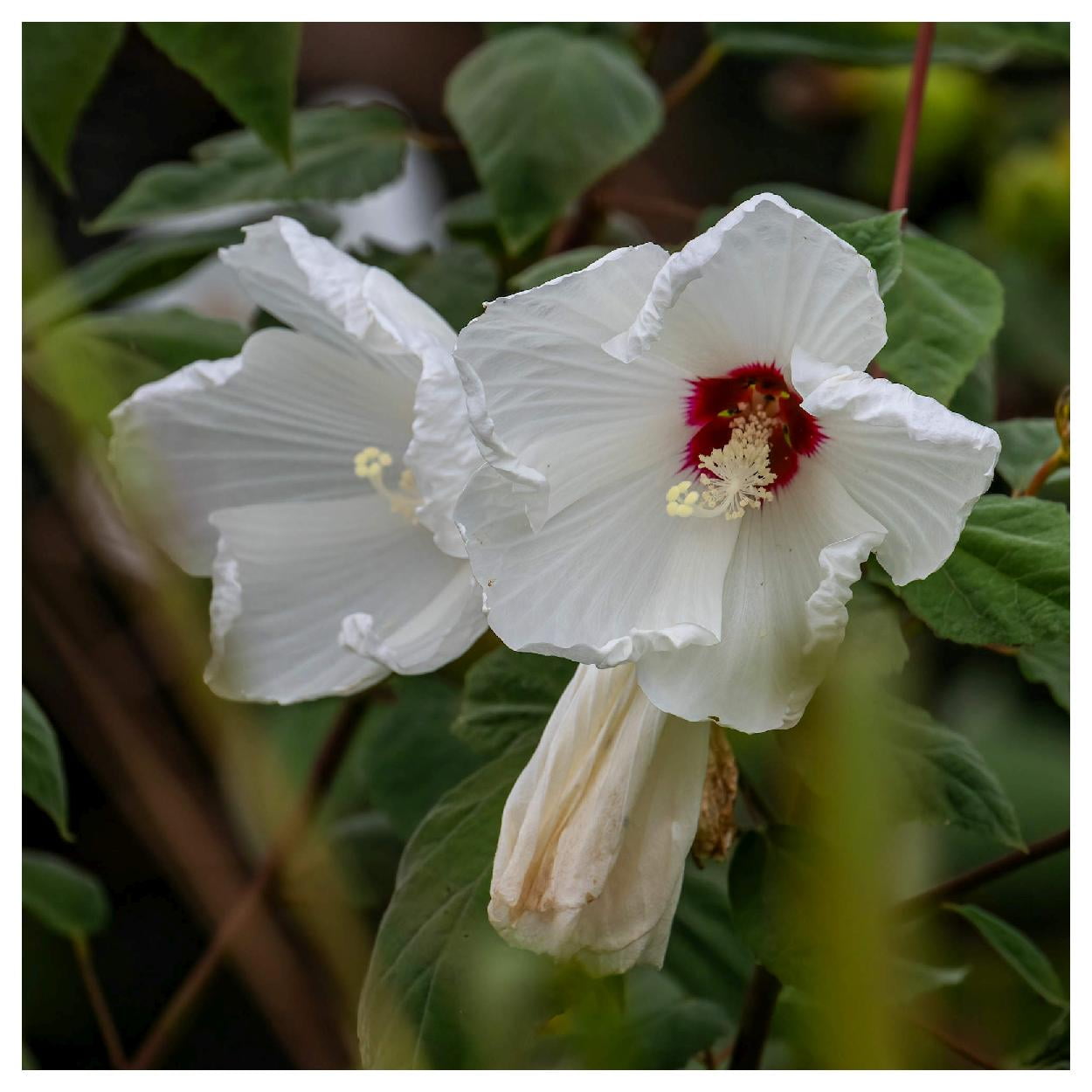 Everwilde Farms - 1 lb Hairy Rose Mallow Native Wildflower Seeds - Gold ...